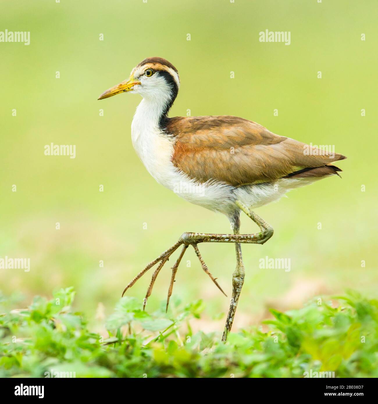 Jacana hi-res stock photography and images - Alamy