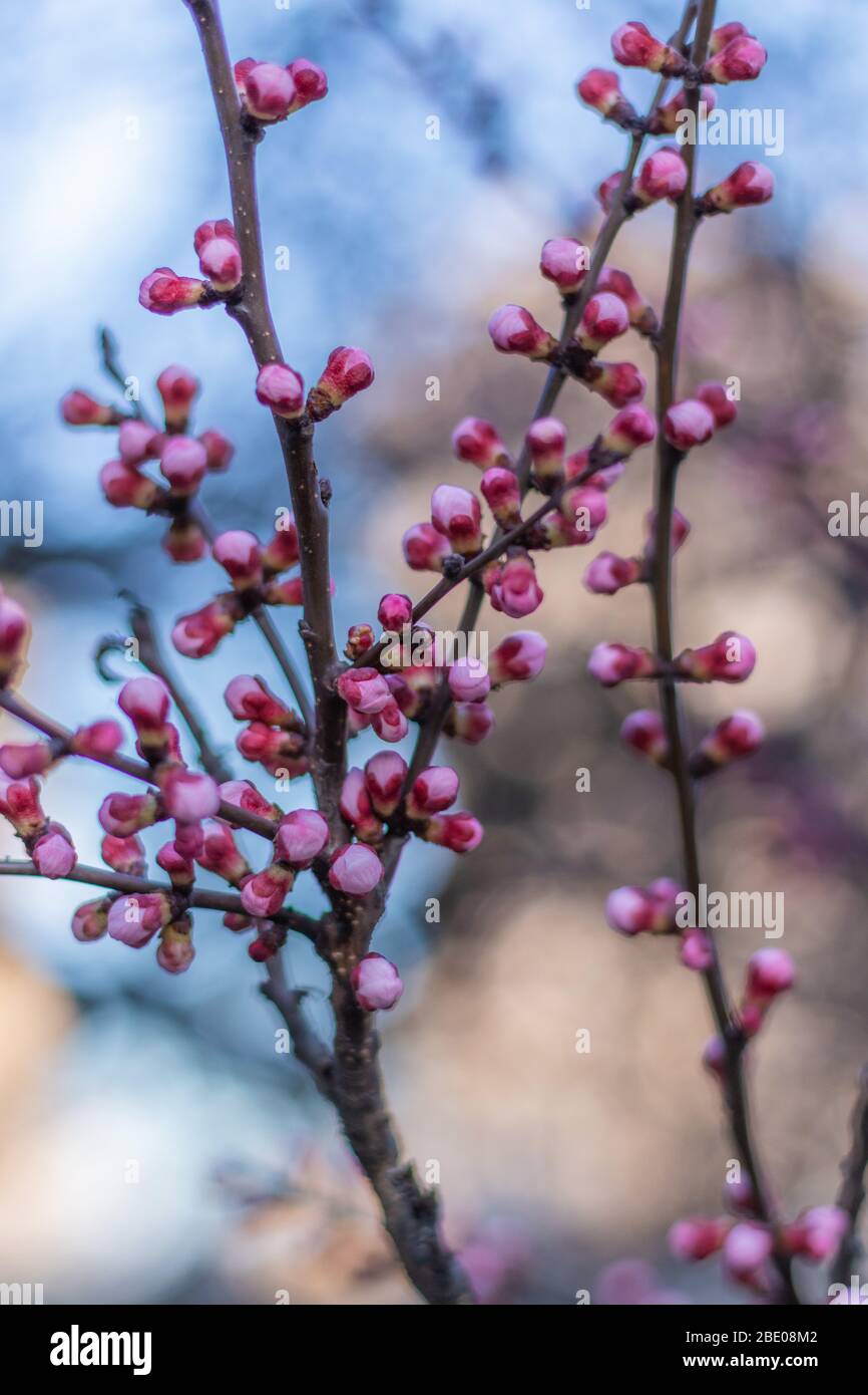 Tender Pink Buds on Blooming Apricot tree in the Spring Stock Photo - Alamy