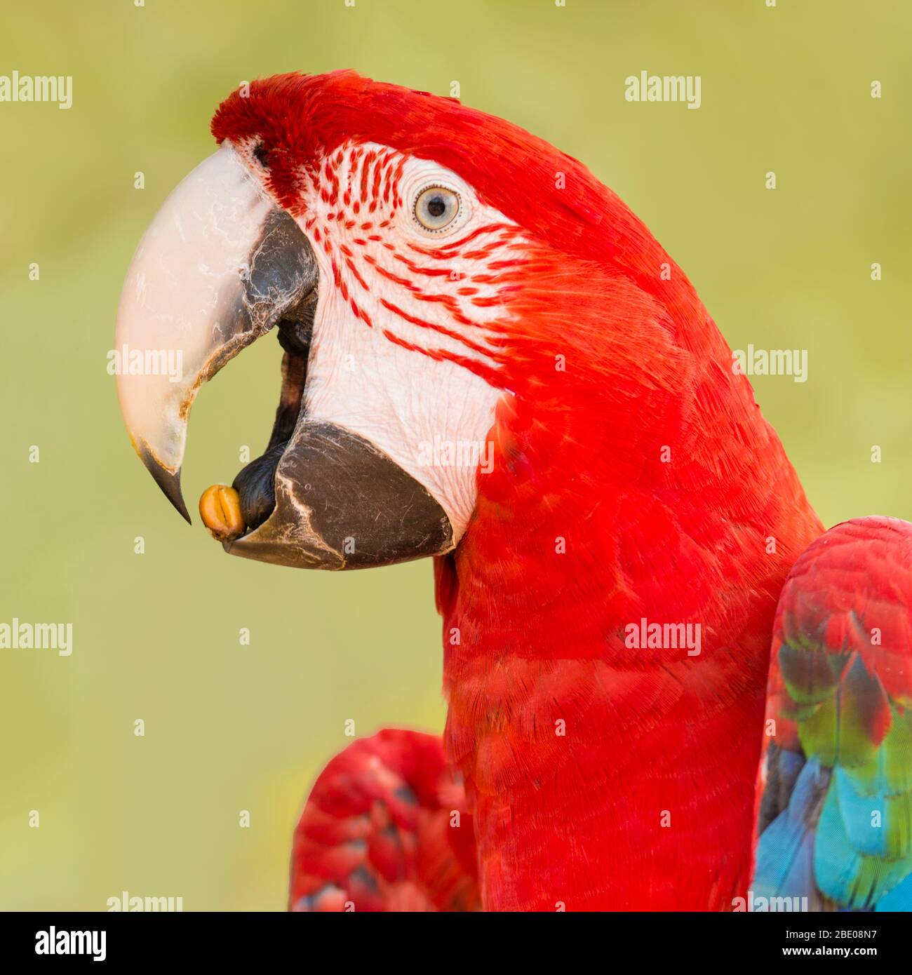 Parrot Red Mouth