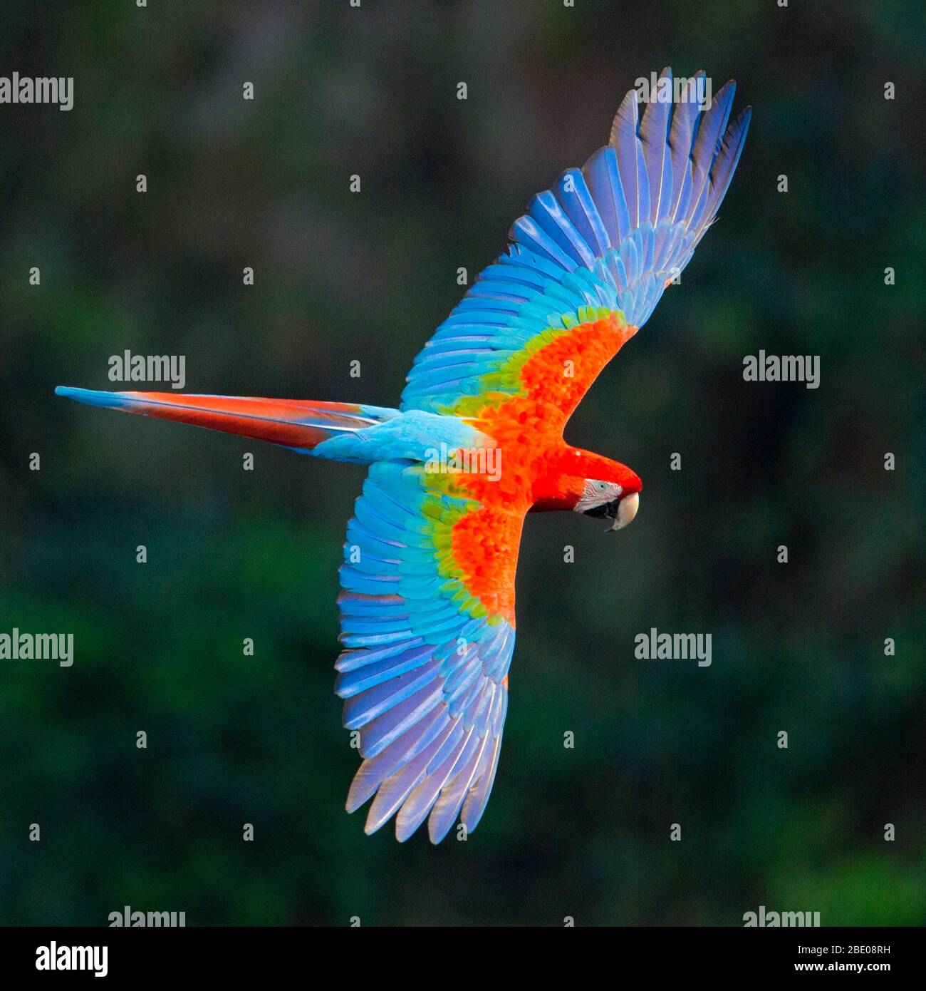 Parrot flying hi-res stock photography and images - Alamy
