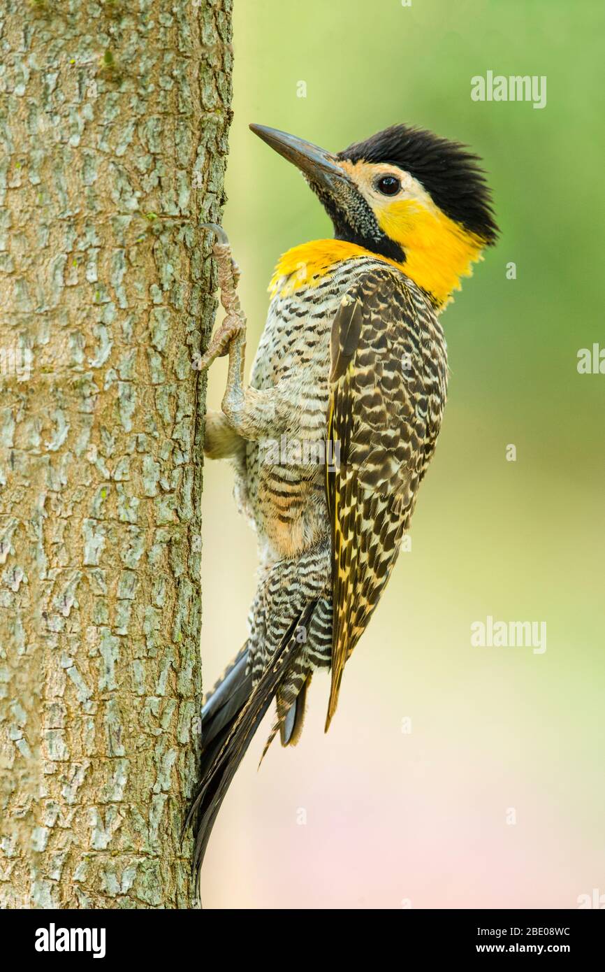Northern flicker bird hi-res stock photography and images - Alamy