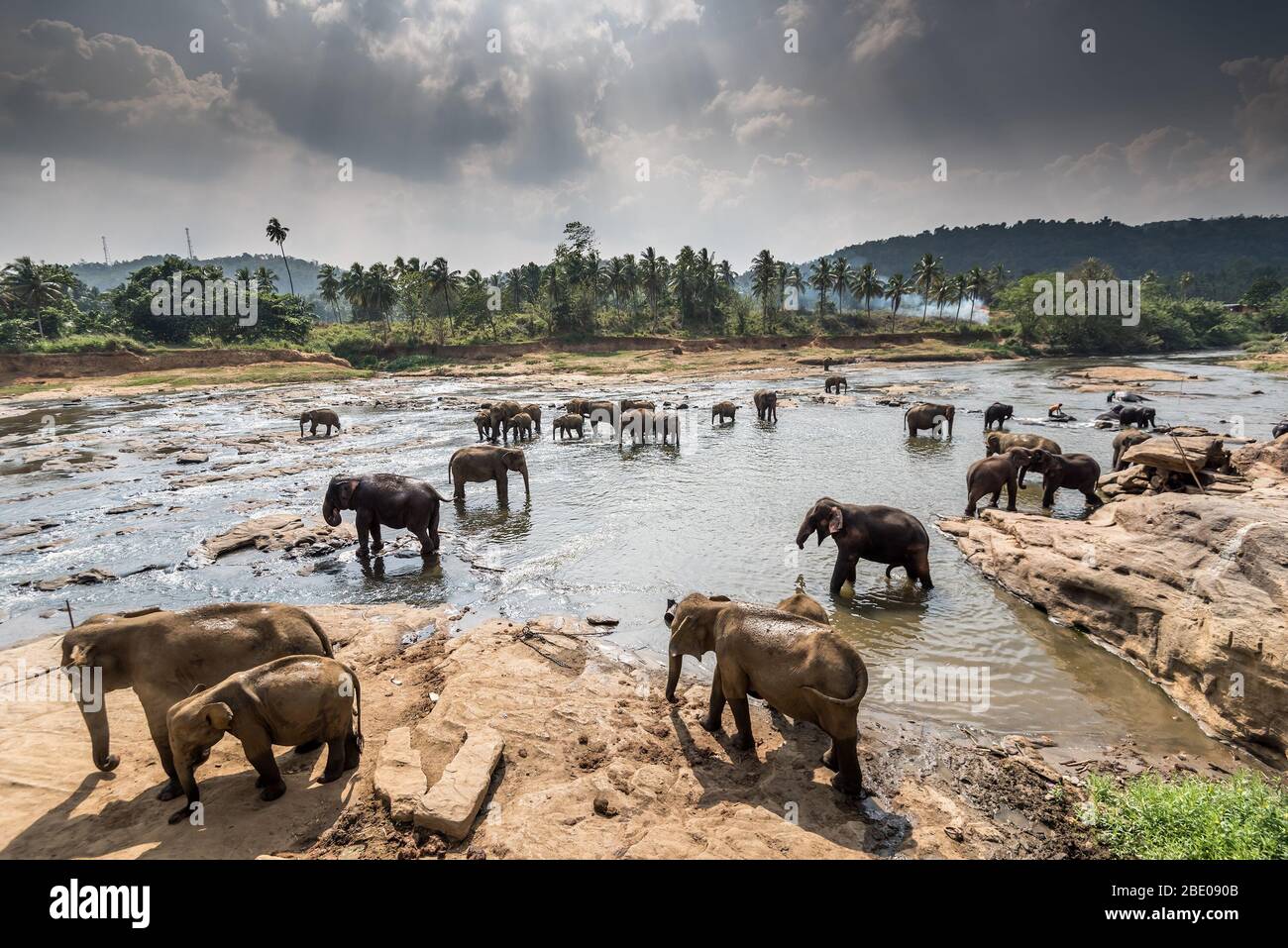 Pinnawala Elephant Orphanage, Sri Lanka Stock Photo - Alamy