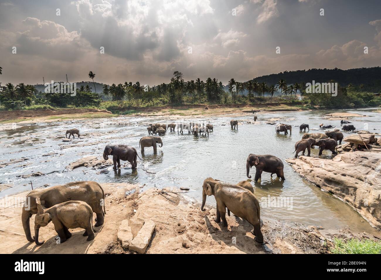 Kandy elephants elephant ceylon sri lanka hi-res stock photography and ...