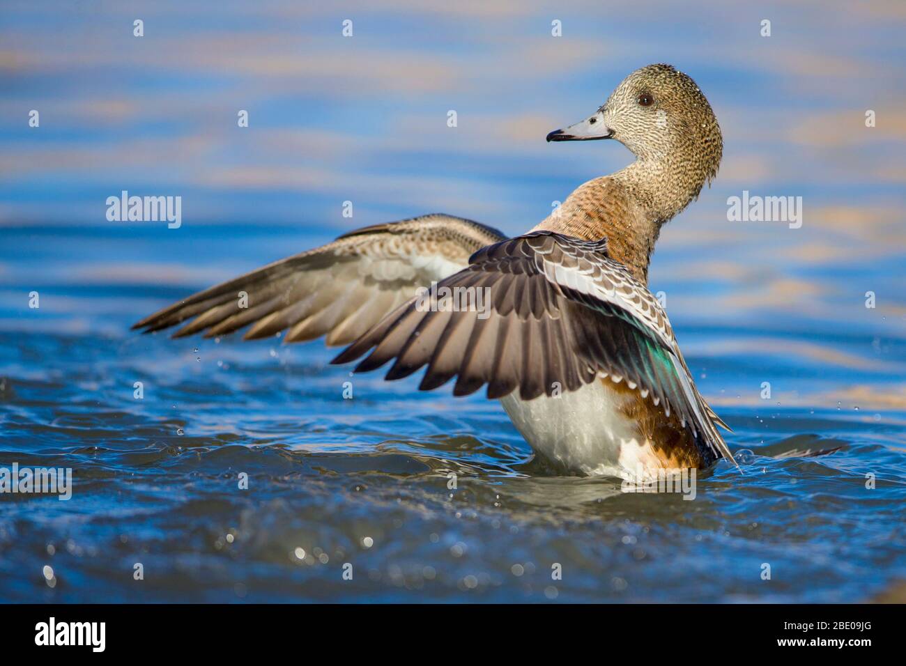 Spreading wings hi-res stock photography and images - Alamy