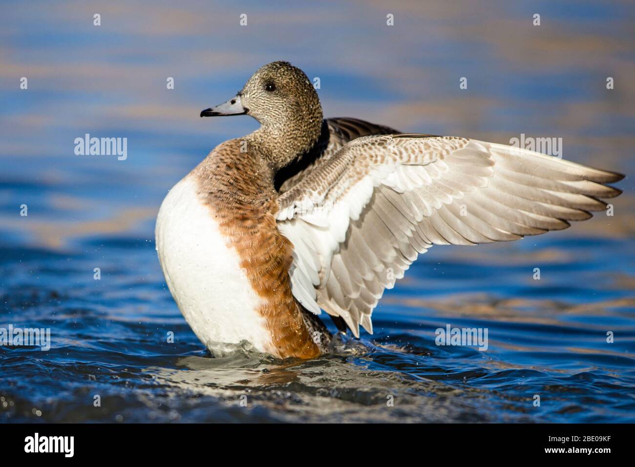 American Wigeon Image High Resolution Stock Photography and Images - Alamy