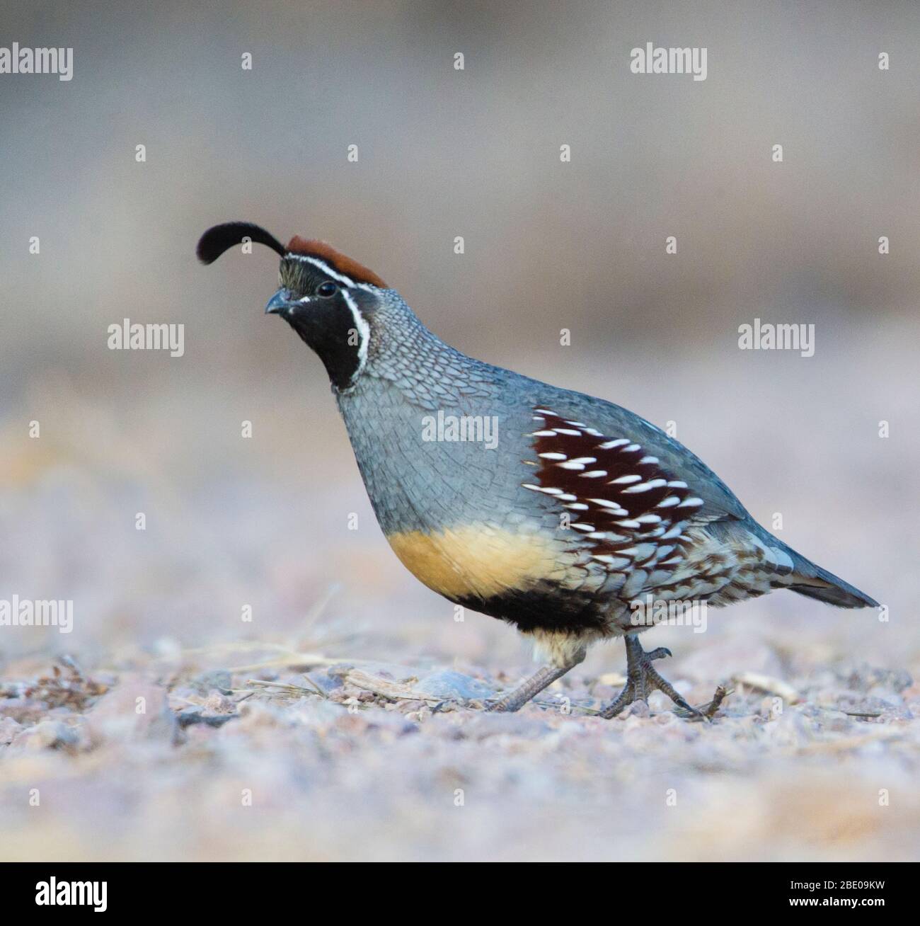 Quail in nature hi-res stock photography and images - Alamy