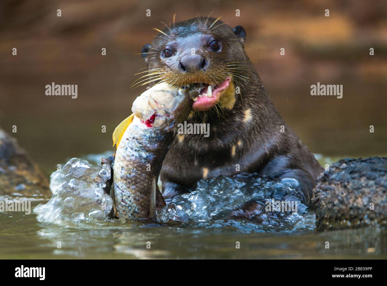 Giant river otter eating fish hi-res stock photography and images - Alamy