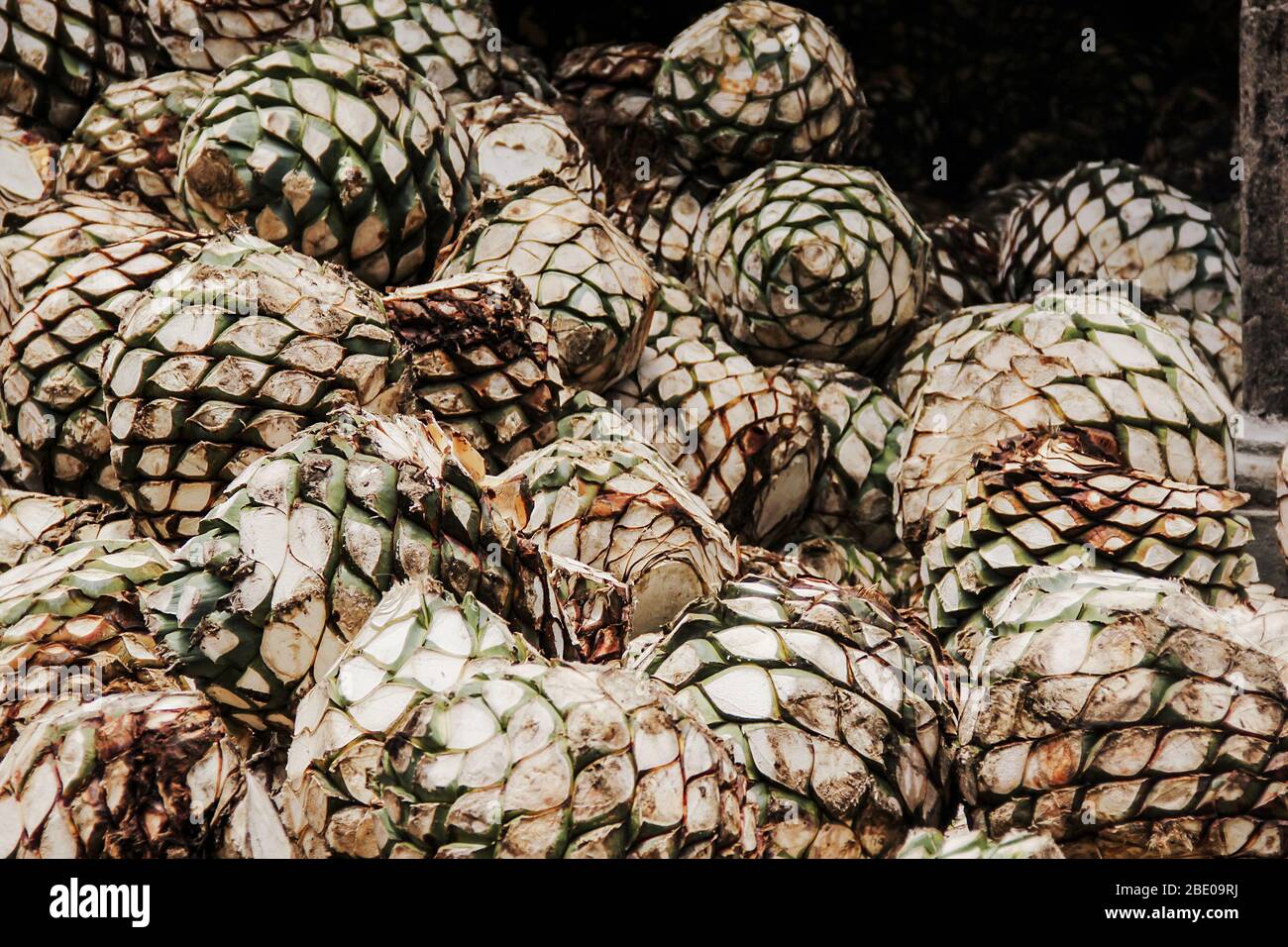 Tequila Agave in distillery waiting for processing, tequila factory ...
