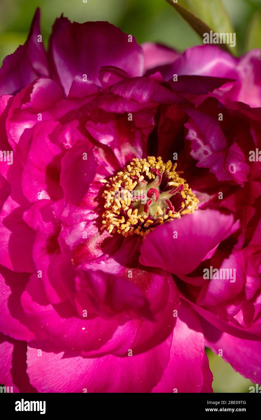 Large magenta pink flower of tree peony Luoyang Hong seen flowering in ...
