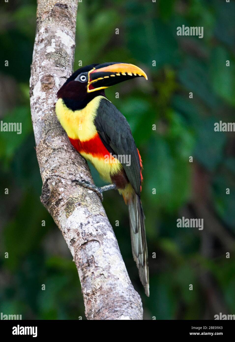 Chestnut eared aracari hi-res stock photography and images - Alamy
