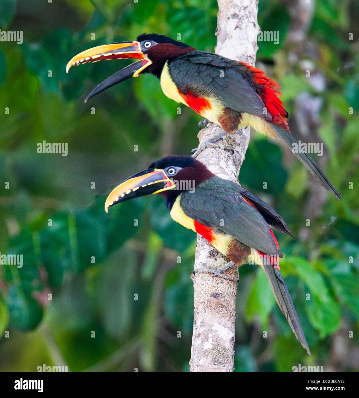 Chestnut eared aracari hi-res stock photography and images - Alamy