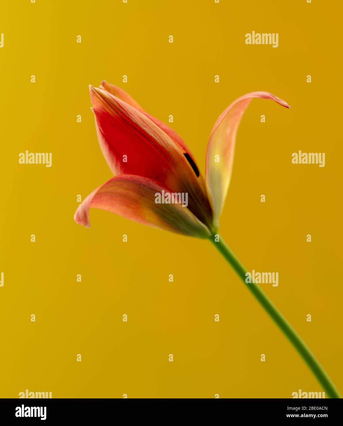 Tulip little princess close up hi-res stock photography and images - Alamy