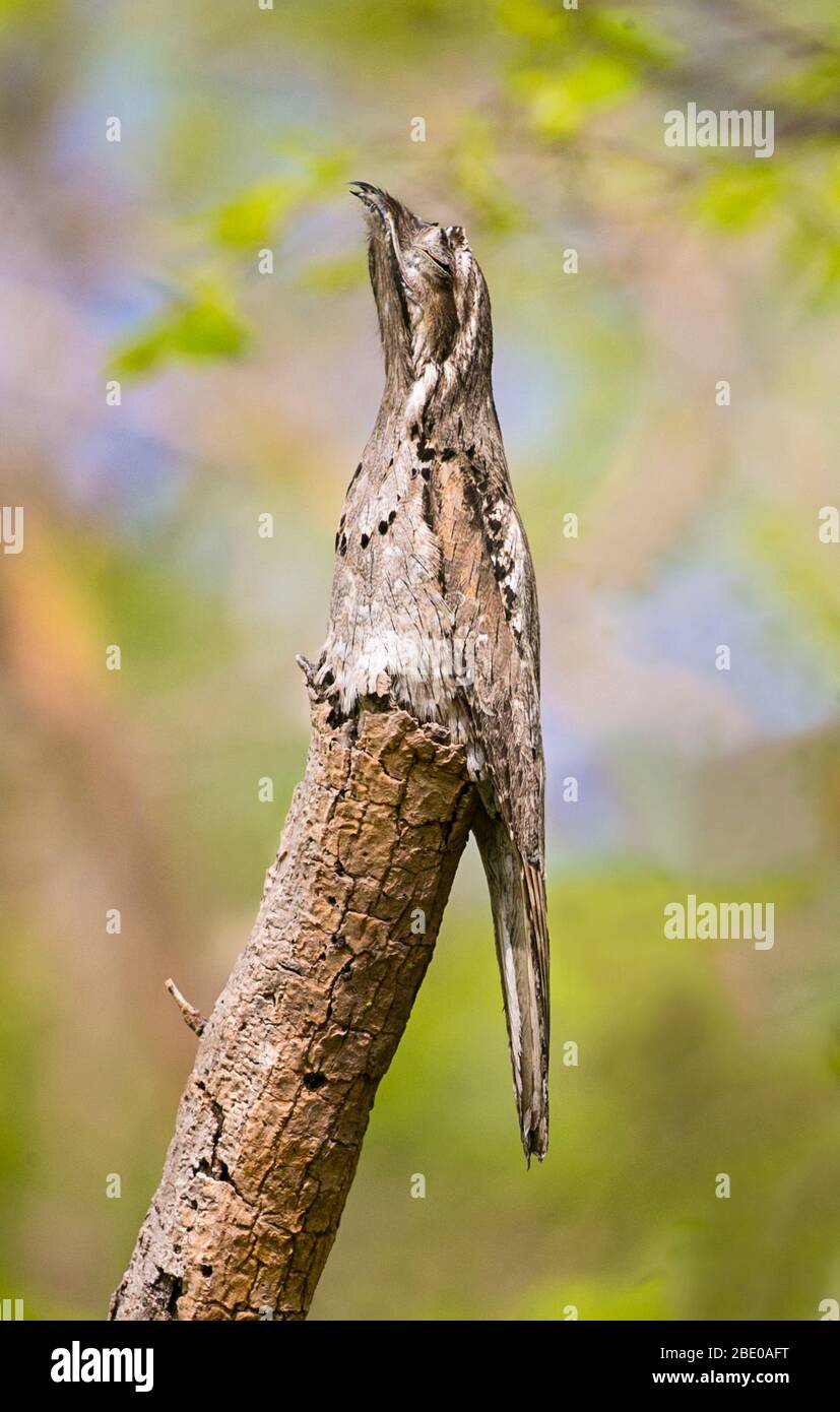 Potoo bird hi-res stock photography and images - Alamy