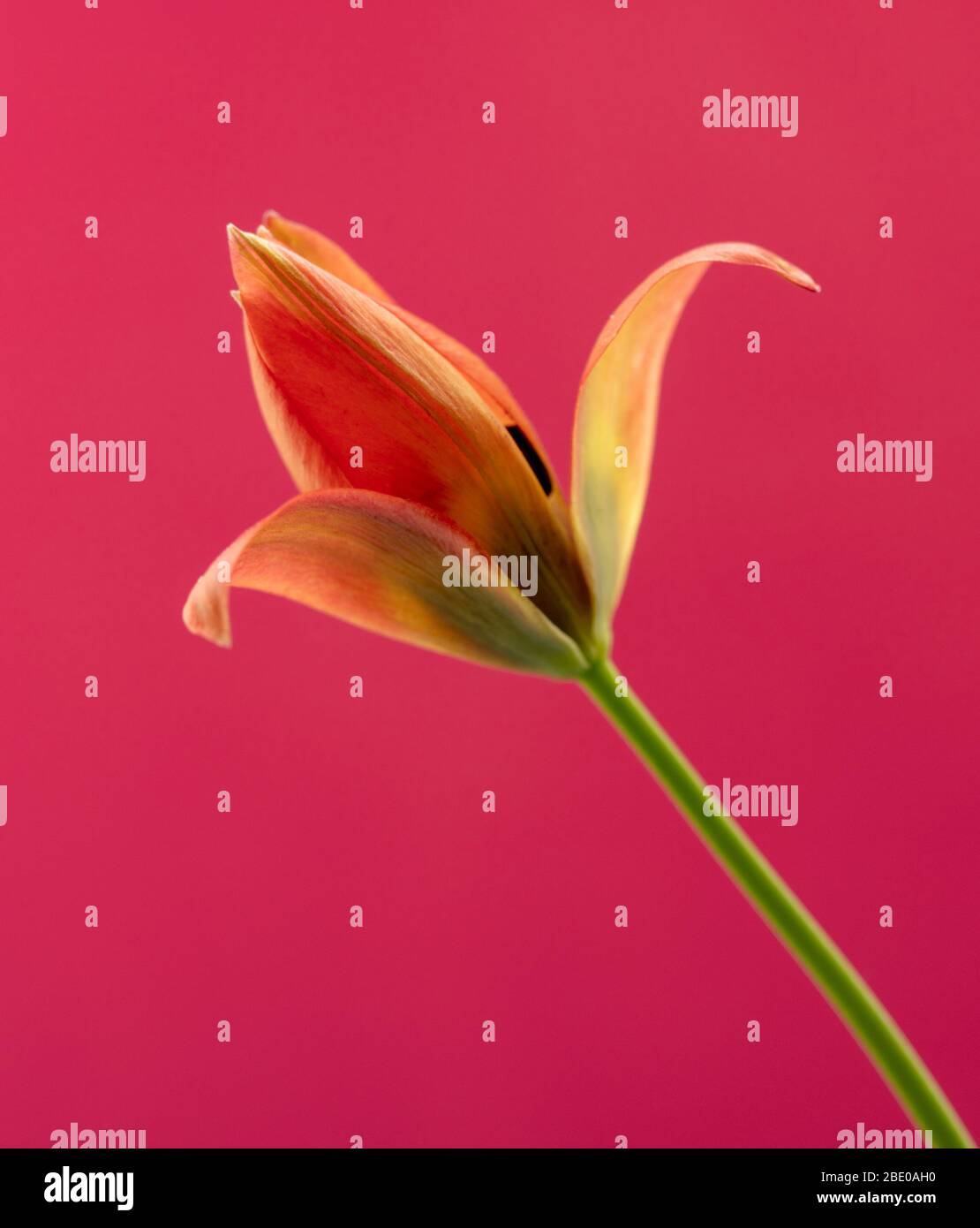 Tulip little princess close up hi-res stock photography and images - Alamy