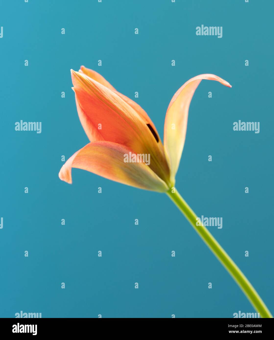 Tulipa little princess orange tulipa hi-res stock photography and ...