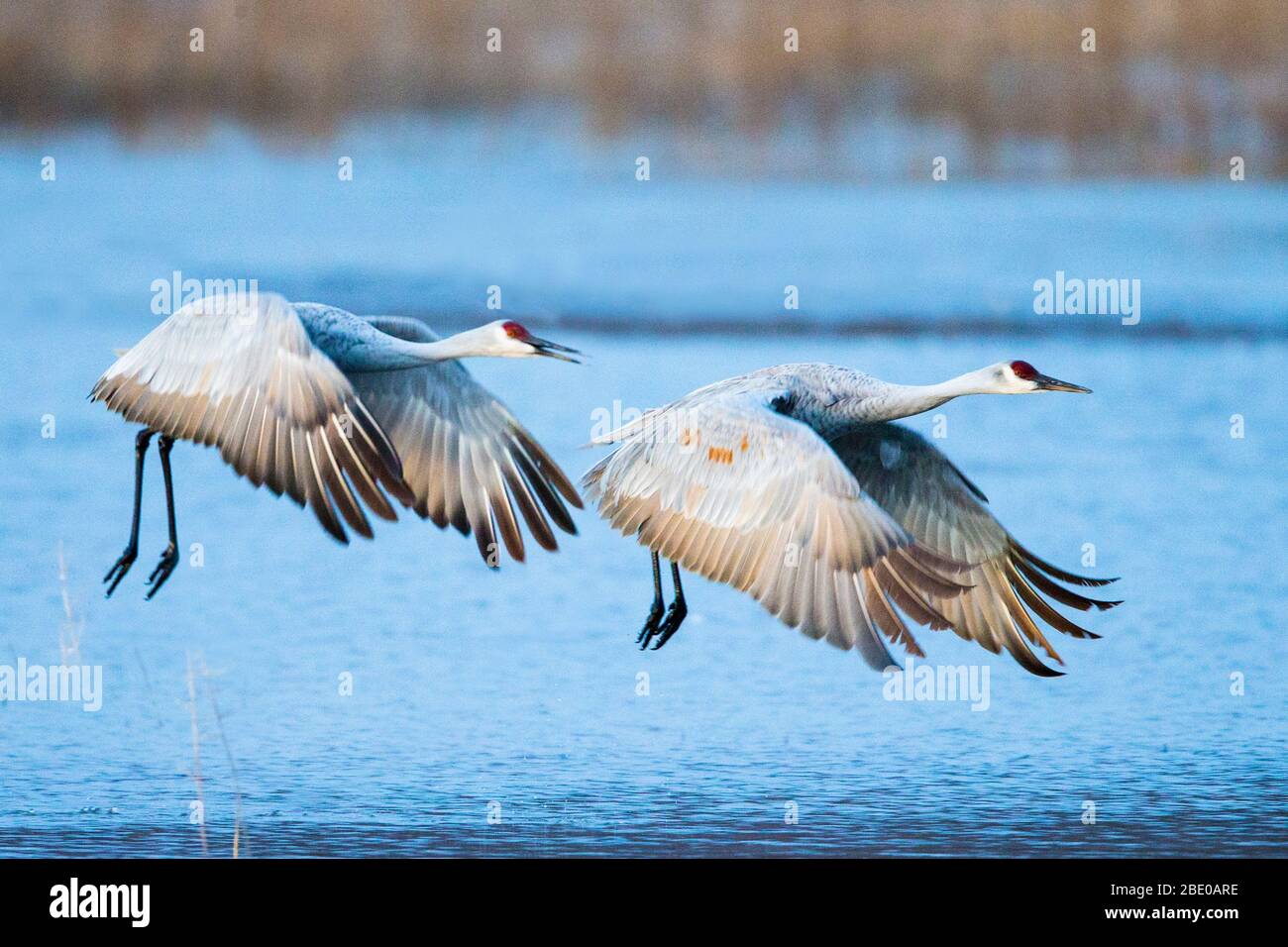 Two cranes flying over hi-res stock photography and images - Alamy