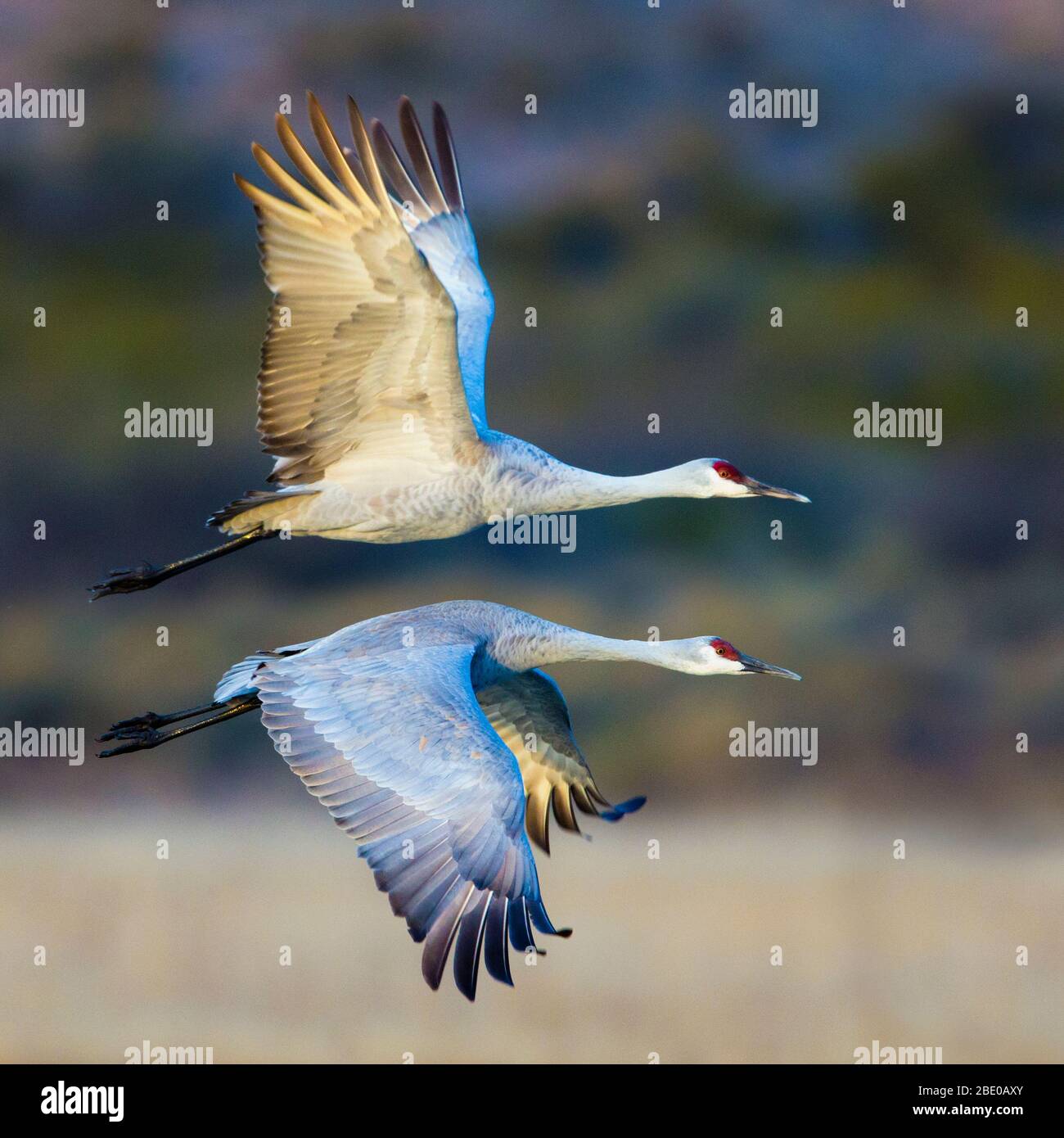 Side view white bird flying hi-res stock photography and images - Alamy