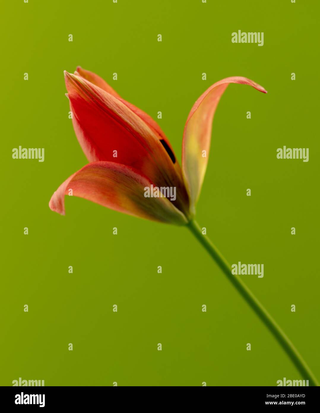 Low growing tulip Little Princess Stock Photo - Alamy