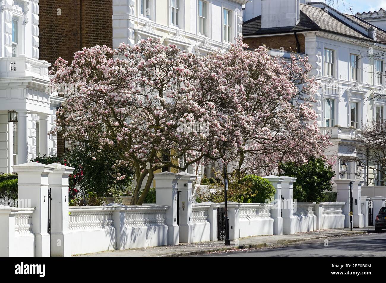 Blooming magnolia tree in South Kensington, London, England, United ...