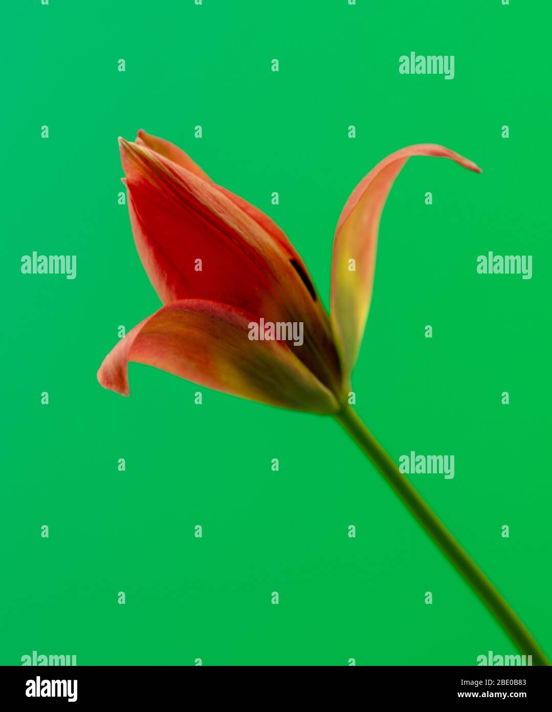 Low growing tulip Little Princess Stock Photo - Alamy