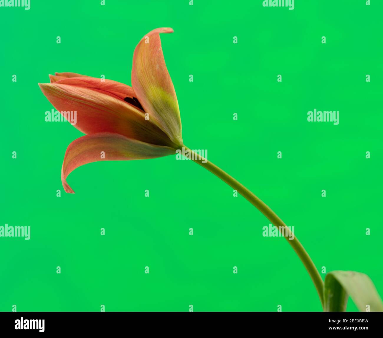 Tulip little princess close up hi-res stock photography and images - Alamy