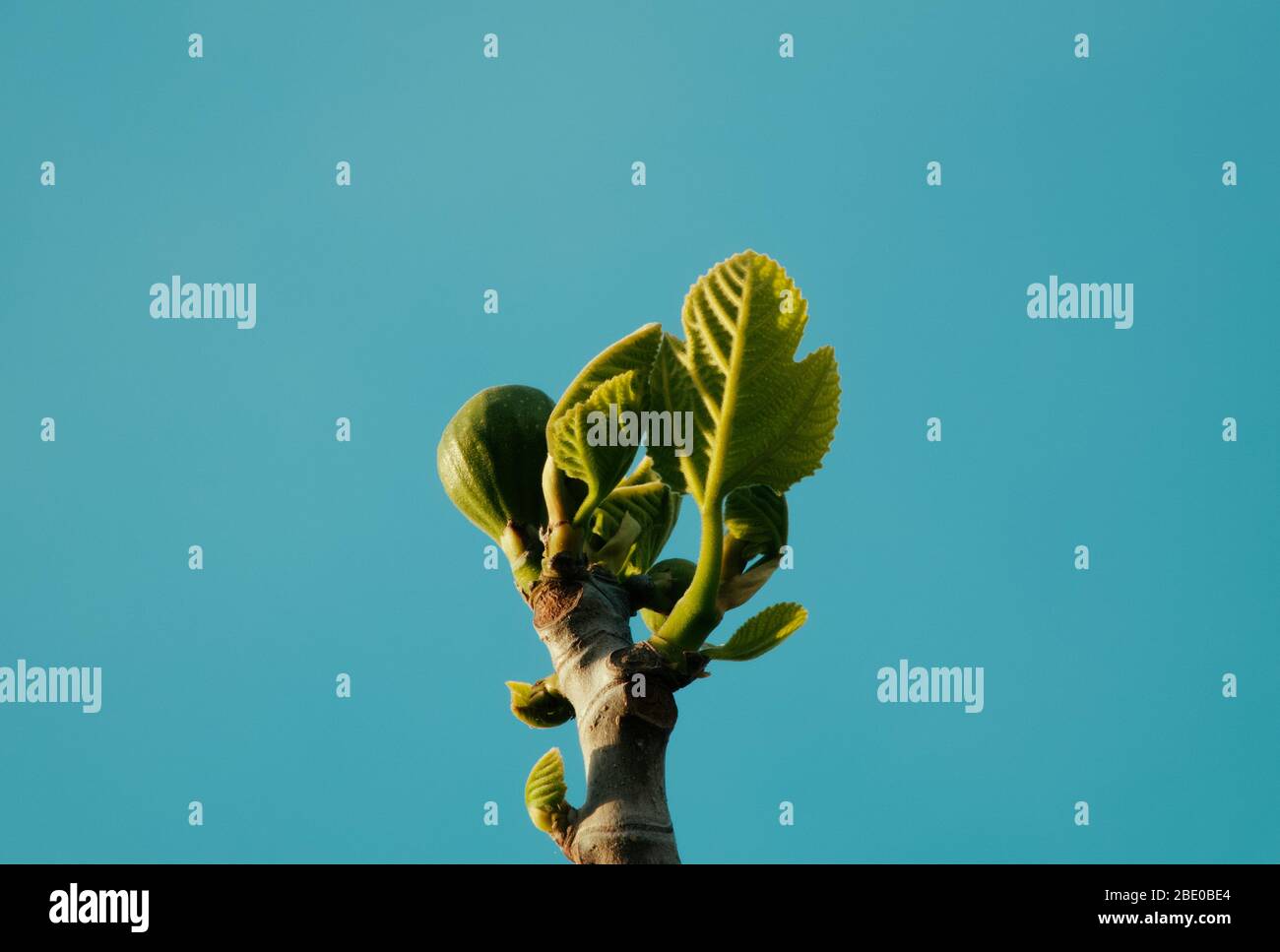 a blooming fig tree branch with young fruits Stock Photo - Alamy