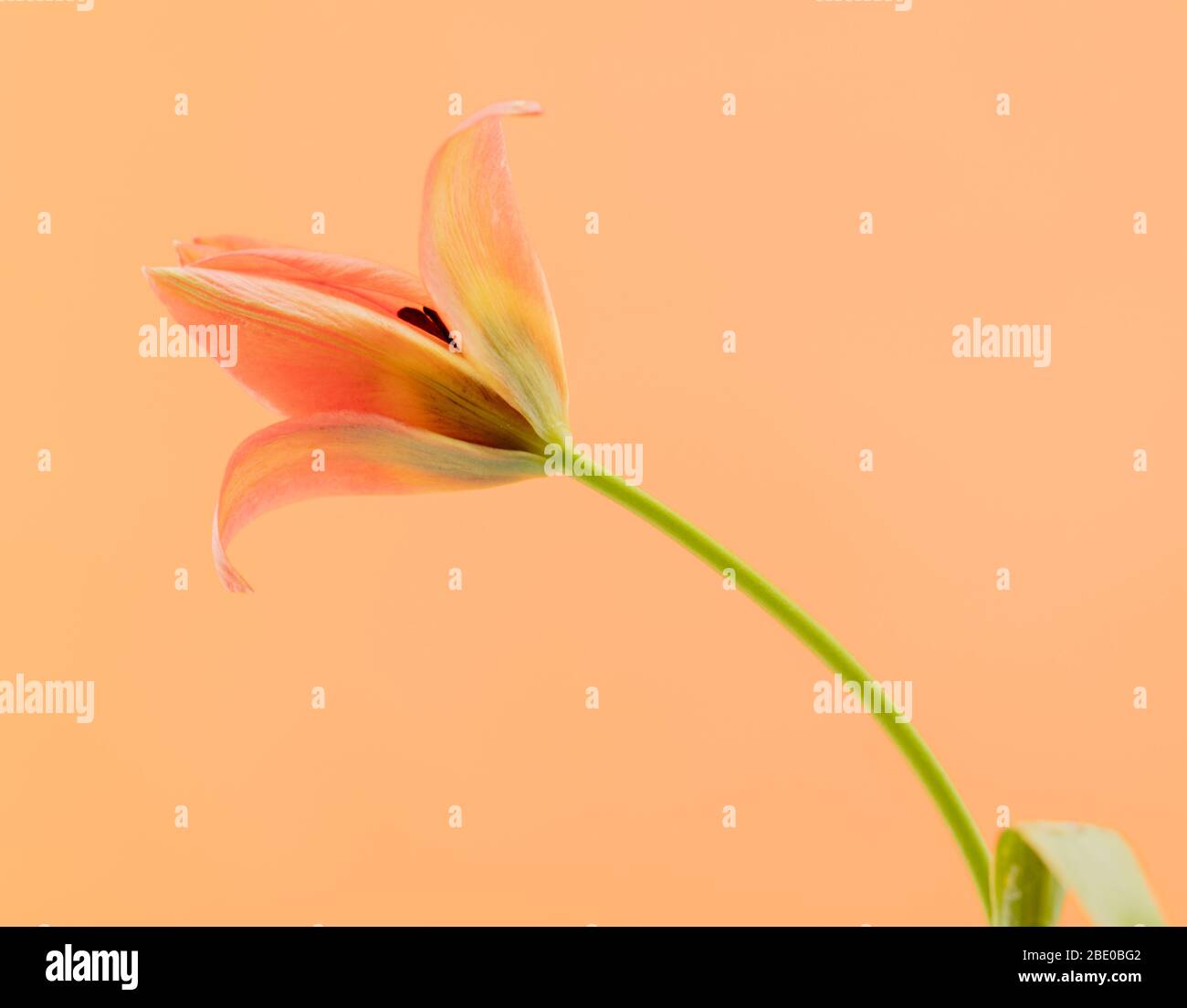 Tulip little princess close up hi-res stock photography and images - Alamy