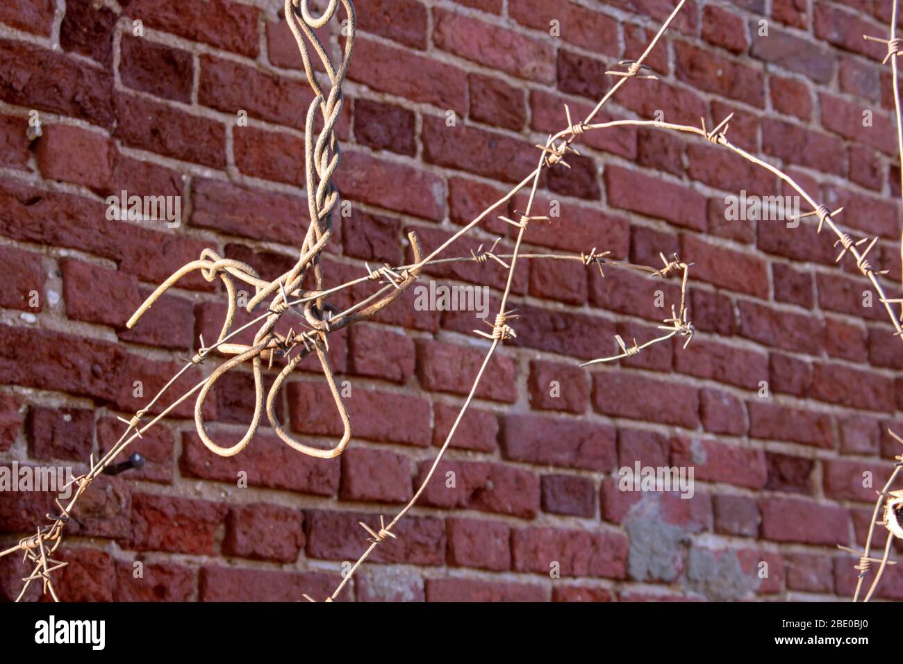 Chinese barb hi-res stock photography and images - Alamy