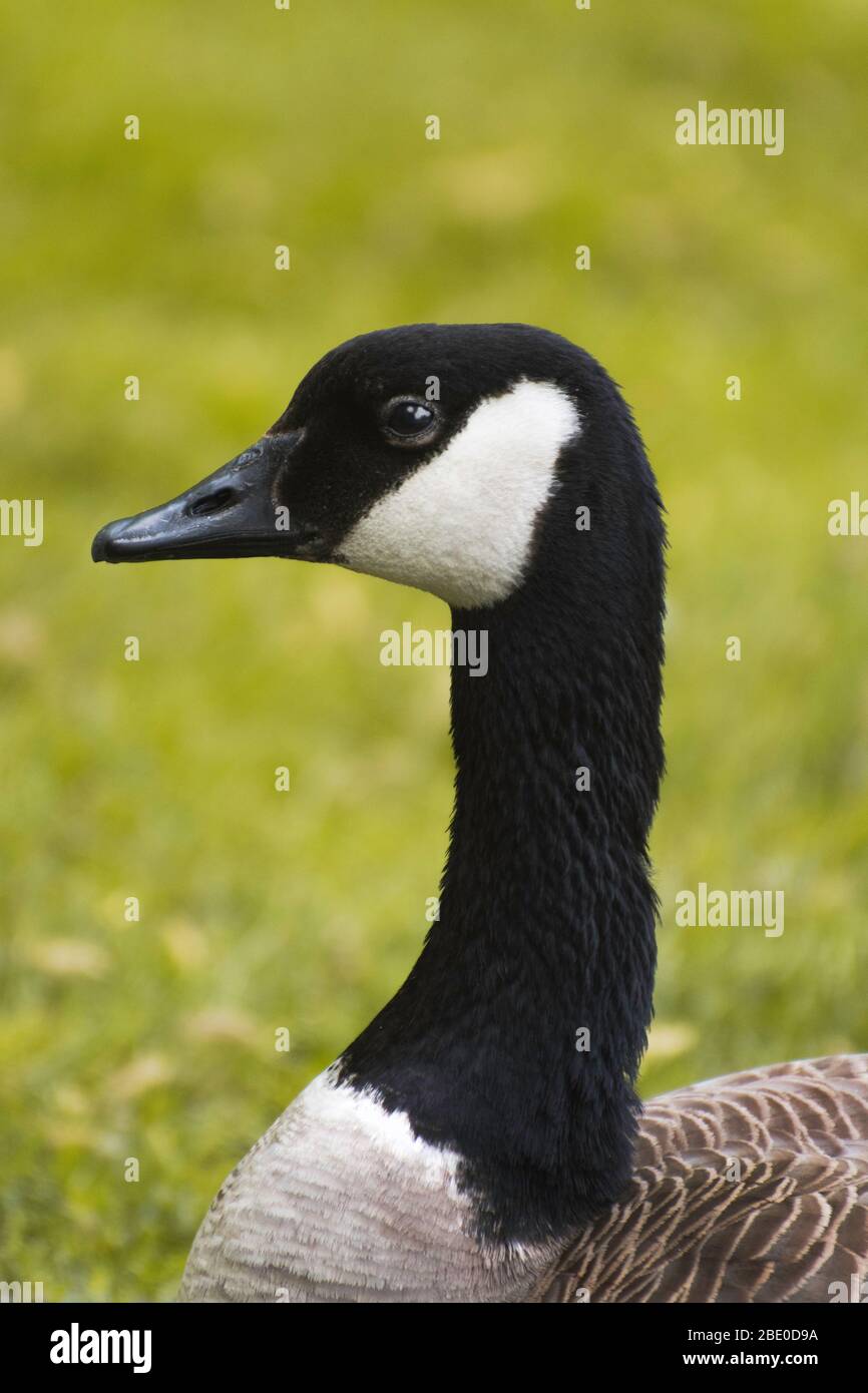portrait of a canada goose Stock Photo - Alamy
