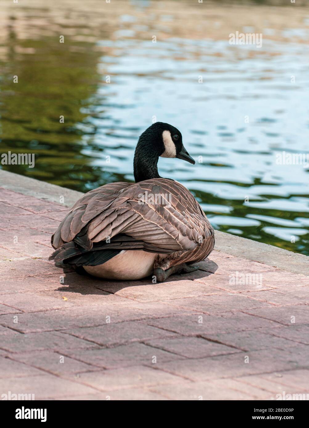 goose on path near pond Stock Photo - Alamy