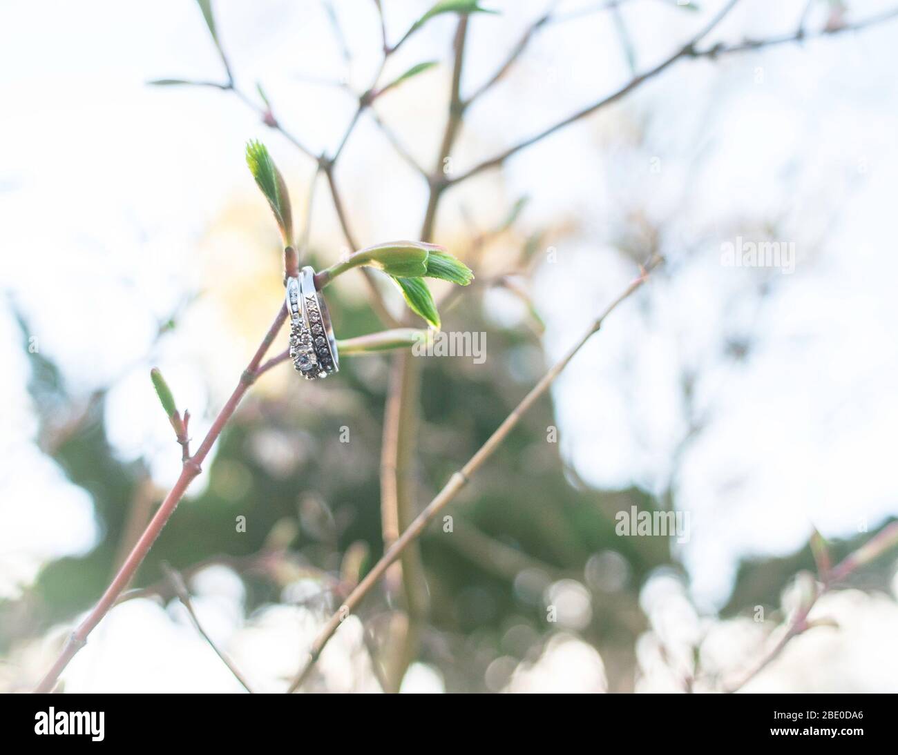 diamond rings hanging from tree branch Stock Photo - Alamy