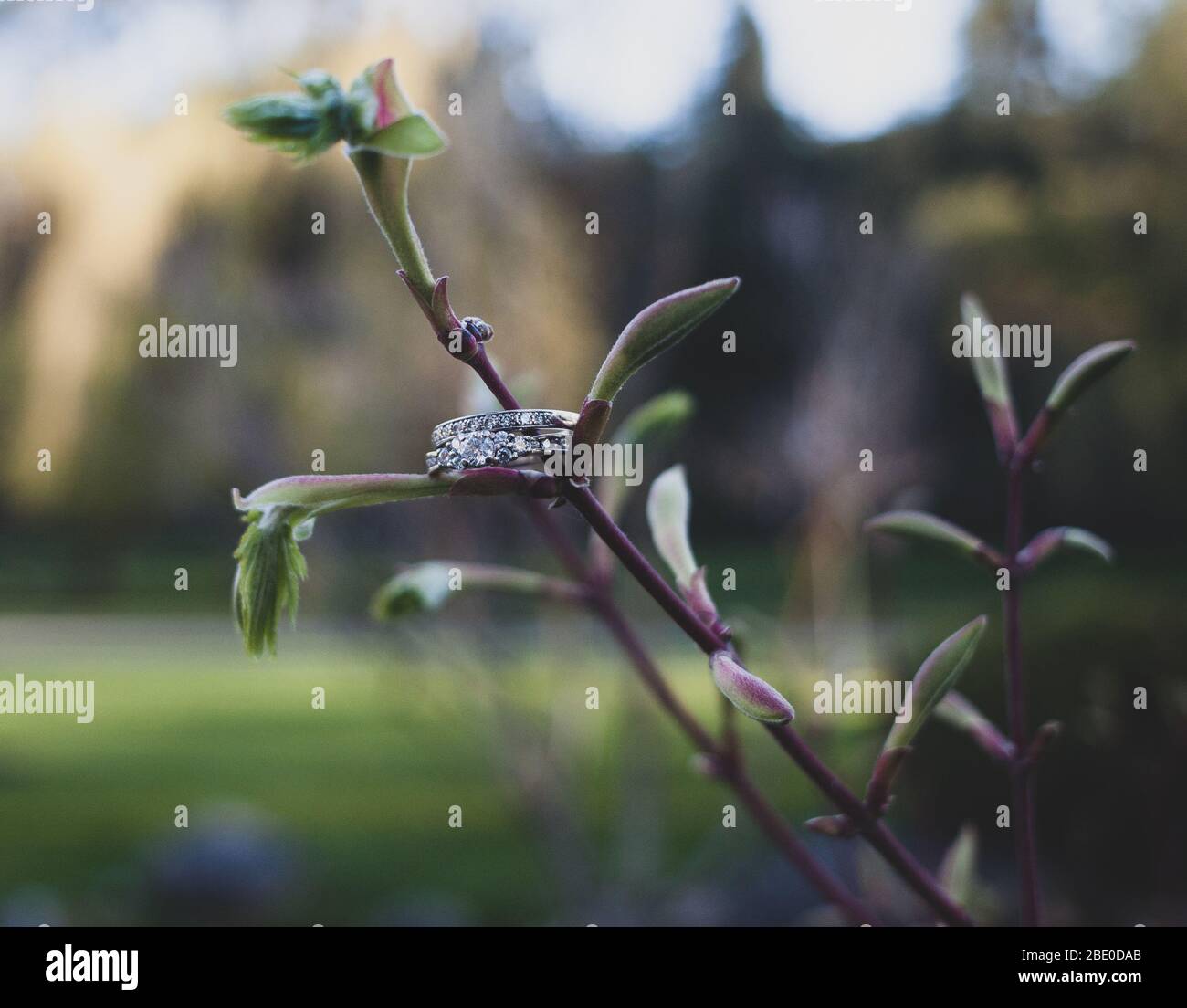 wedding rings in tree Stock Photo - Alamy