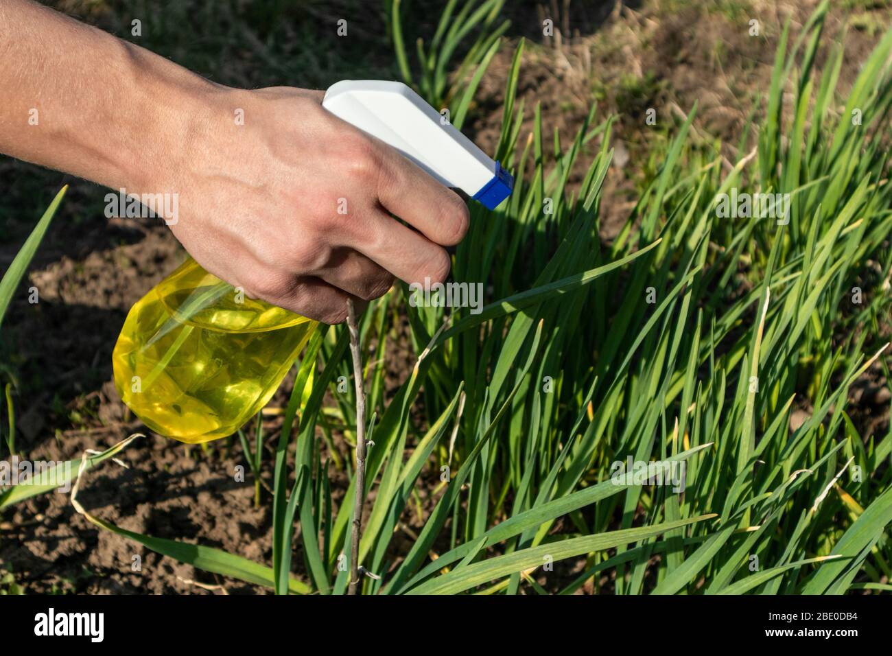 Hand insecticide spray hi-res stock photography and images - Alamy