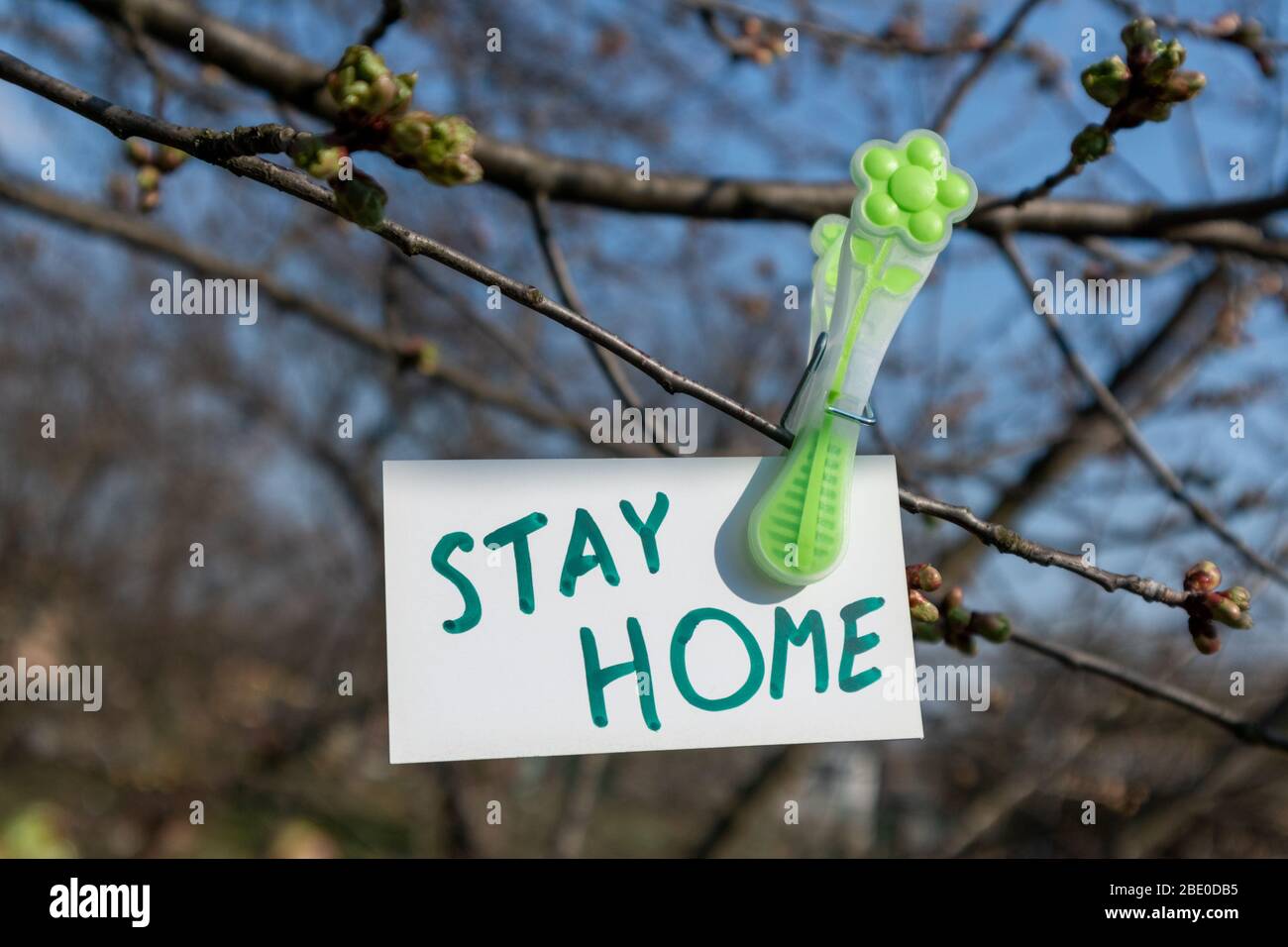 Stay home words on white card hanging with green flower landry pin on ...