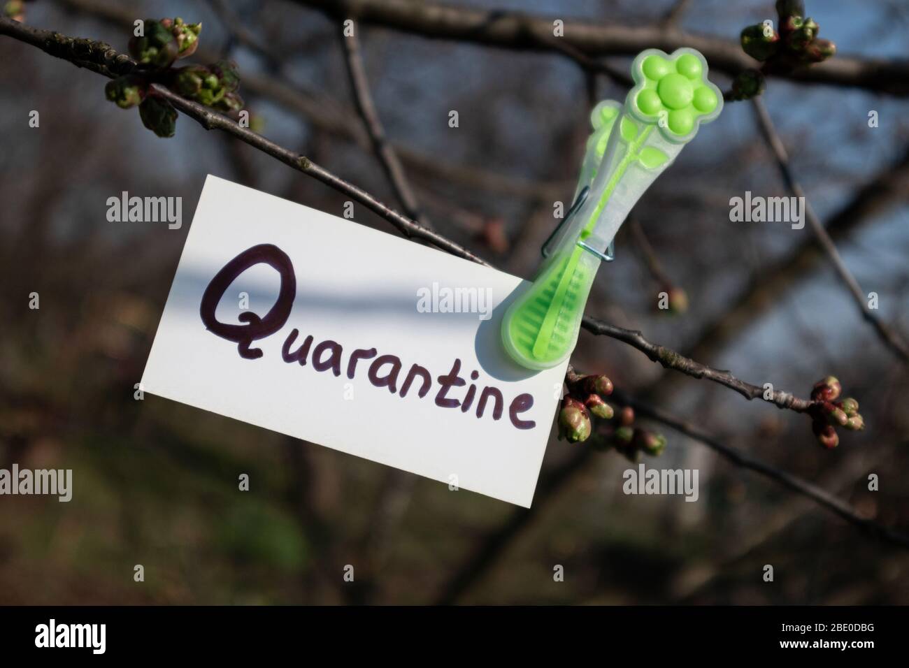 Quarantine word on white card hanging with green flower landry pin on ...
