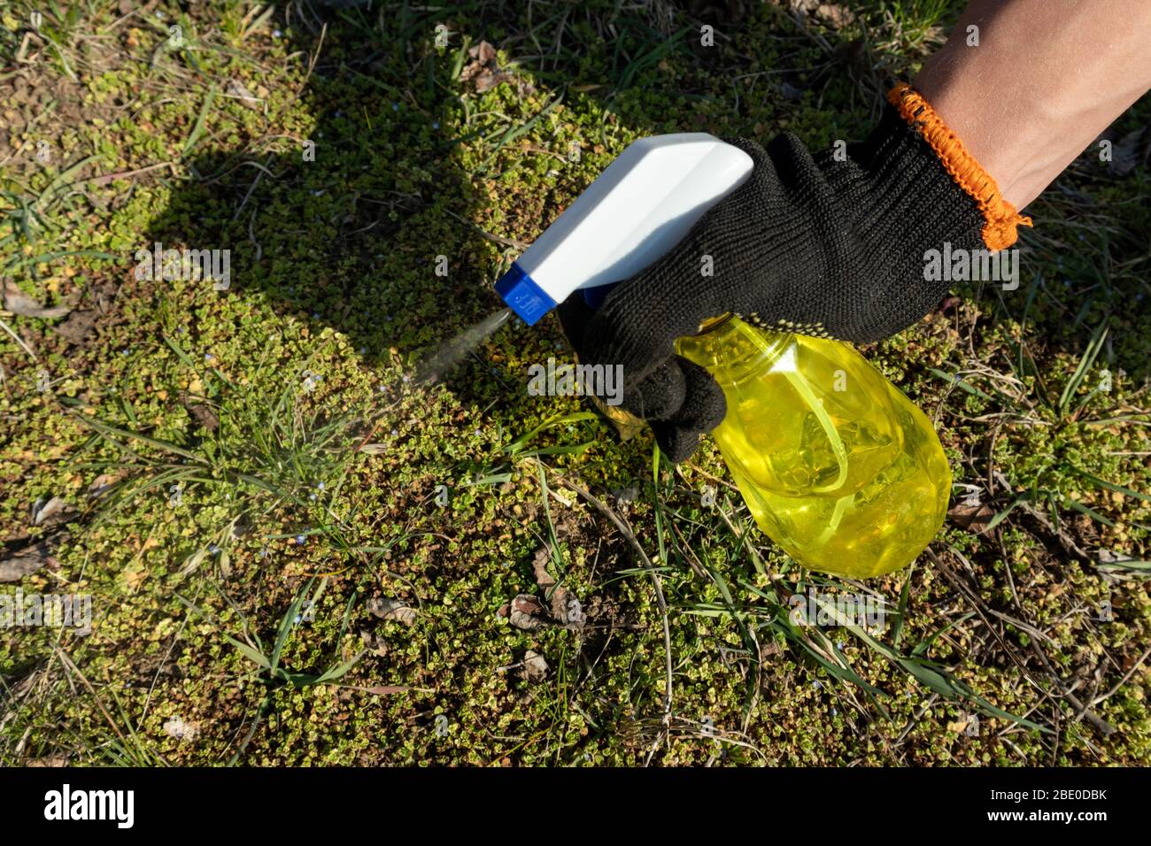 Spraying grass water bottle hi-res stock photography and images - Alamy