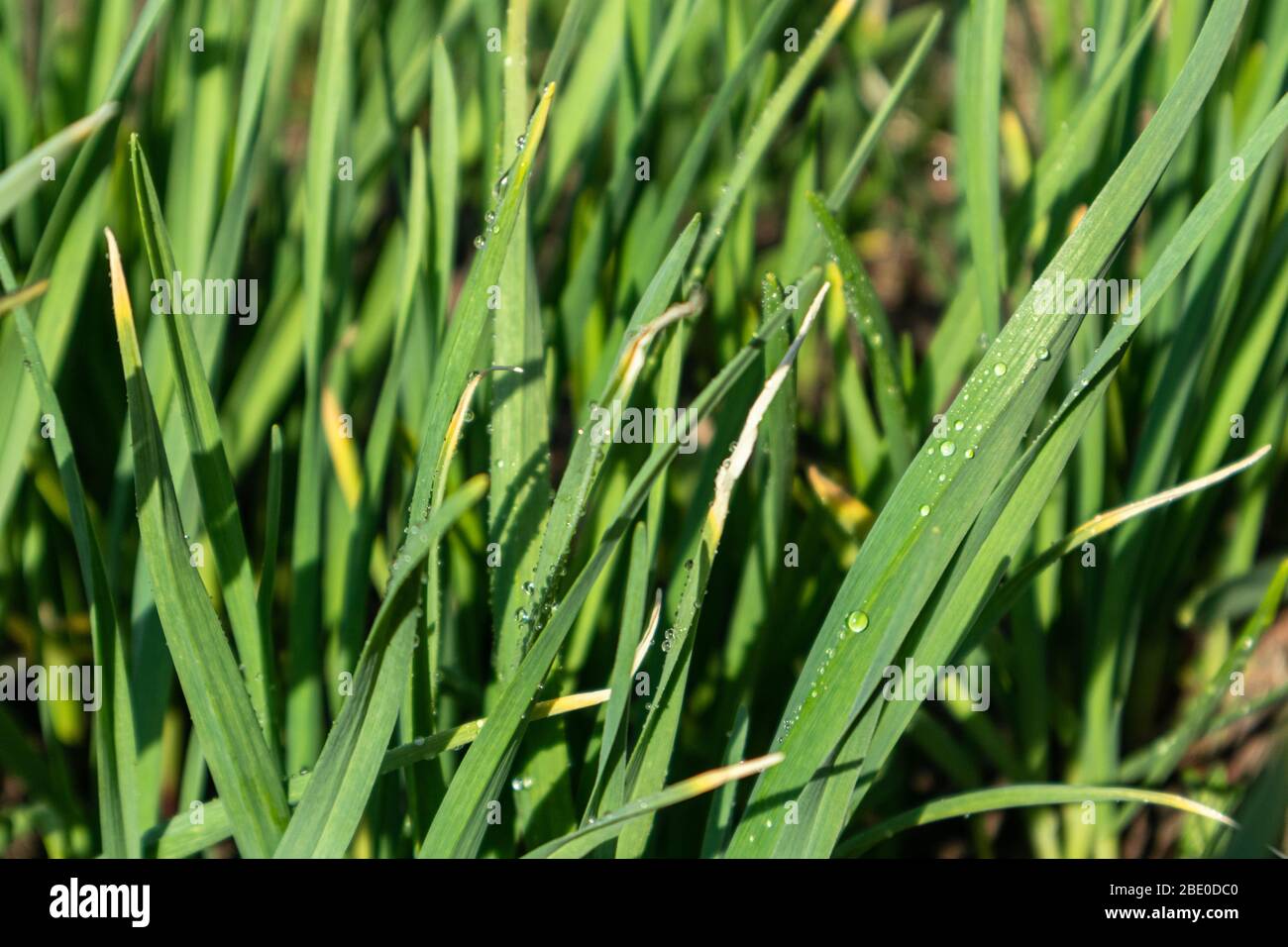 Green fresh spring garlic grass grow in garden. Macro wet water droplet ...