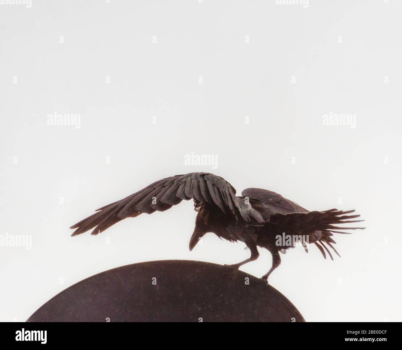 Common raven wings hi-res stock photography and images - Alamy