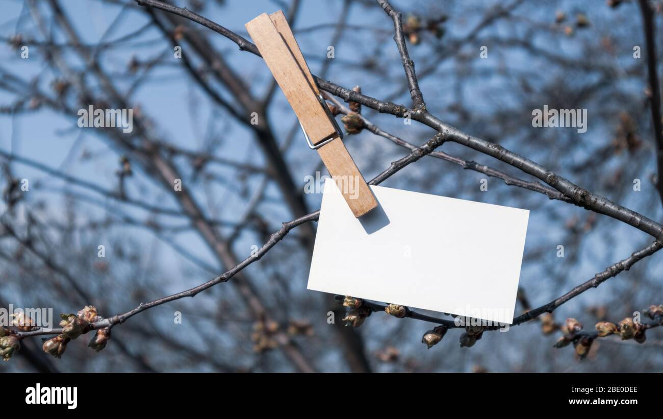 Blank white memo sheet clipped with wooden landry pin on sunny spring ...