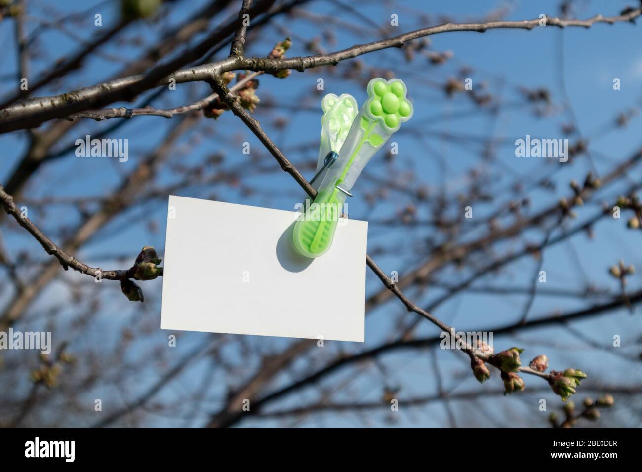 Blank white memo sheet clipped with nice green flower landry pin on ...