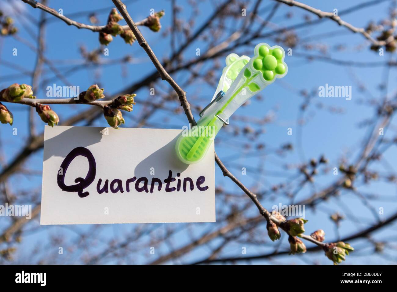 Quarantine word on white card hanging with green flower landry pin on ...