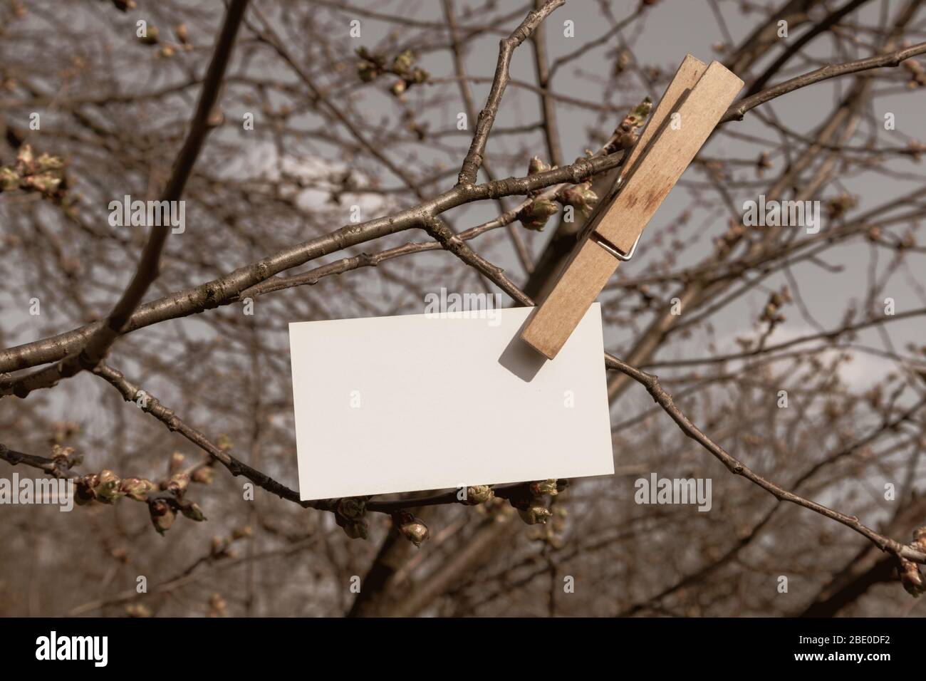 Memory tree paper hanging hi-res stock photography and images - Alamy