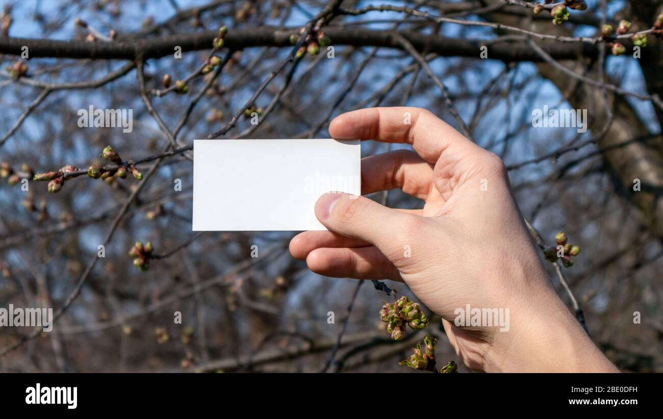 Blank white memo sheet hold in hand on sunny spring tree and blue sky ...