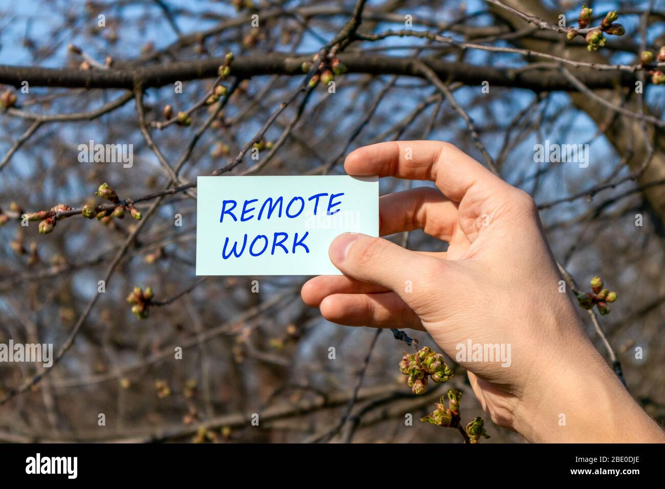 Remote work text on card holding in hand. Sunny nature, spring day ...