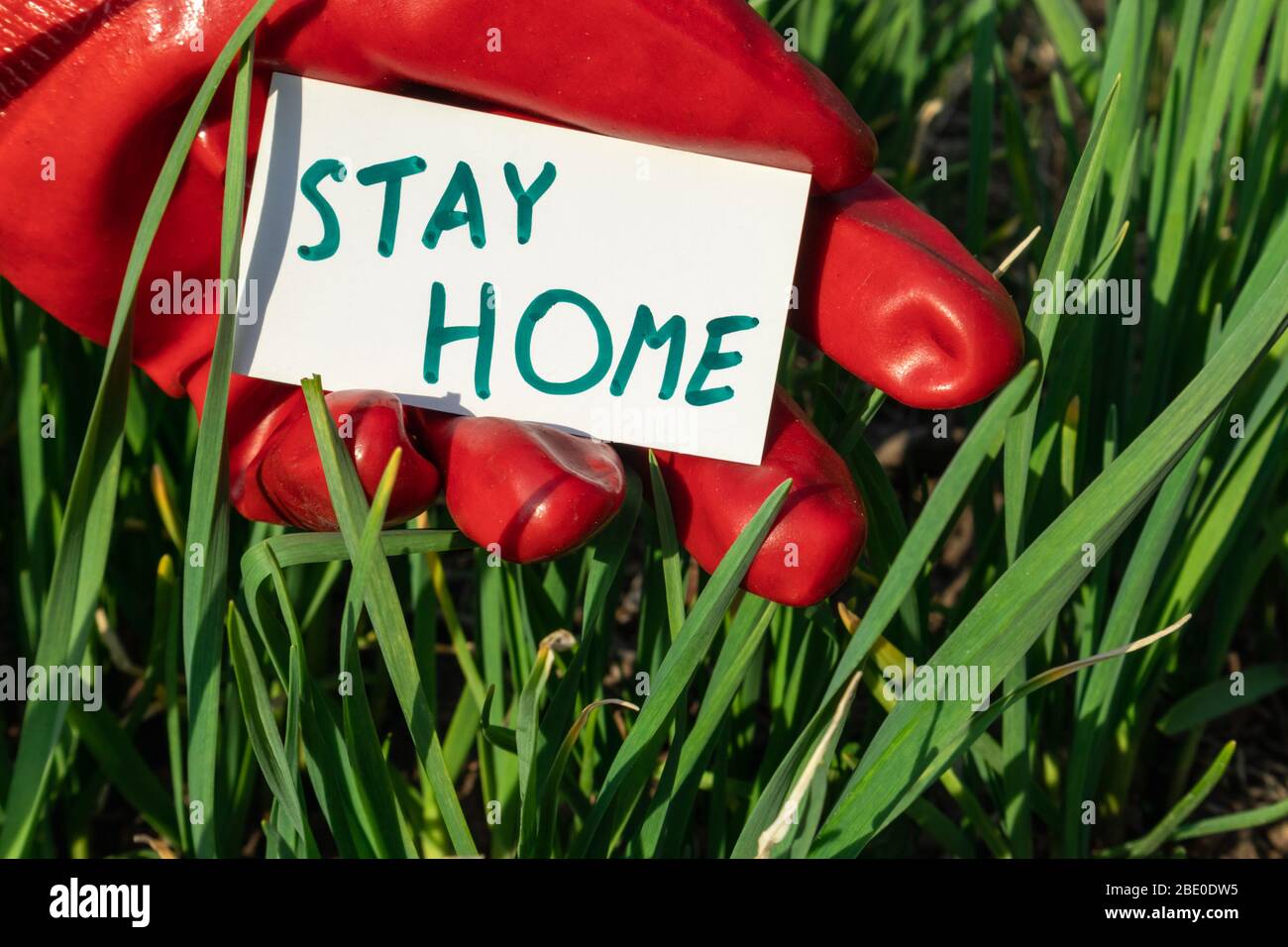 Stay home words on white card holding in red glove hand on sunny spring ...