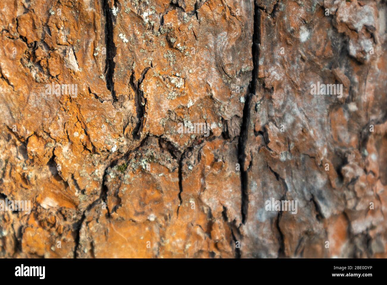 Old rusty colored lichen molded tree bark macro with blurred background ...