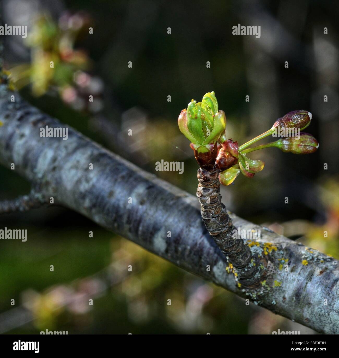 New buds of tree hi-res stock photography and images - Alamy