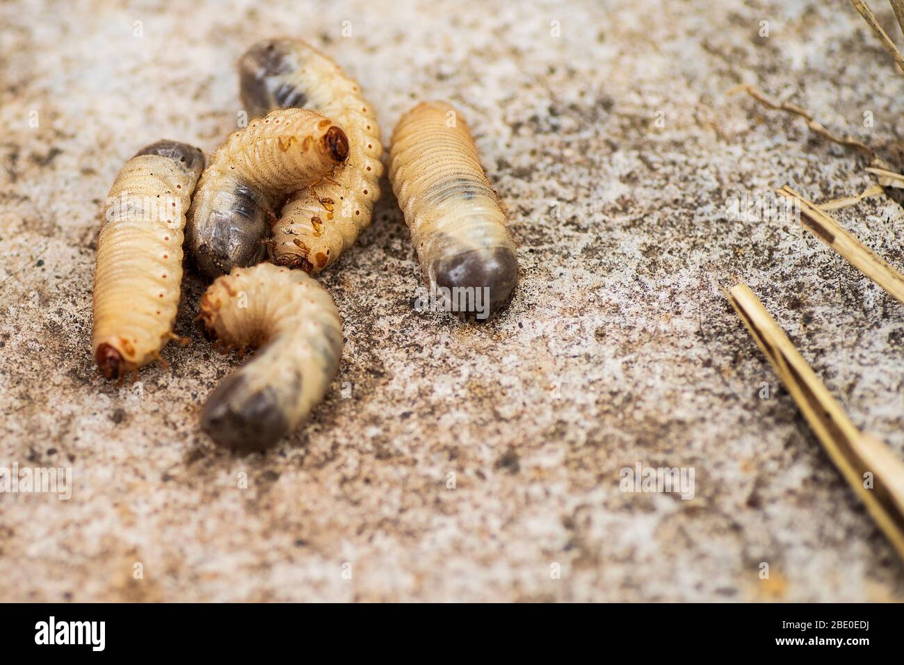 Larvae of dung beetle close-up. May beetle larvae. larvae of a dung ...