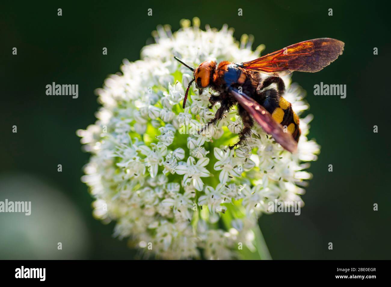 Scola lat. Megascolia maculata lat. Scolia maculata is a species of ...