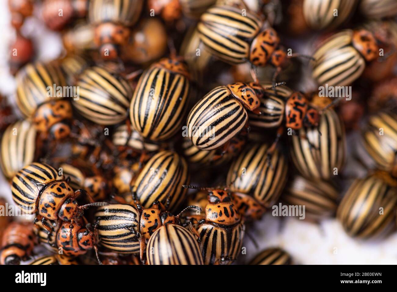 Many Colorado potato beetle.Potato bugs on foliage of potato in nature ...